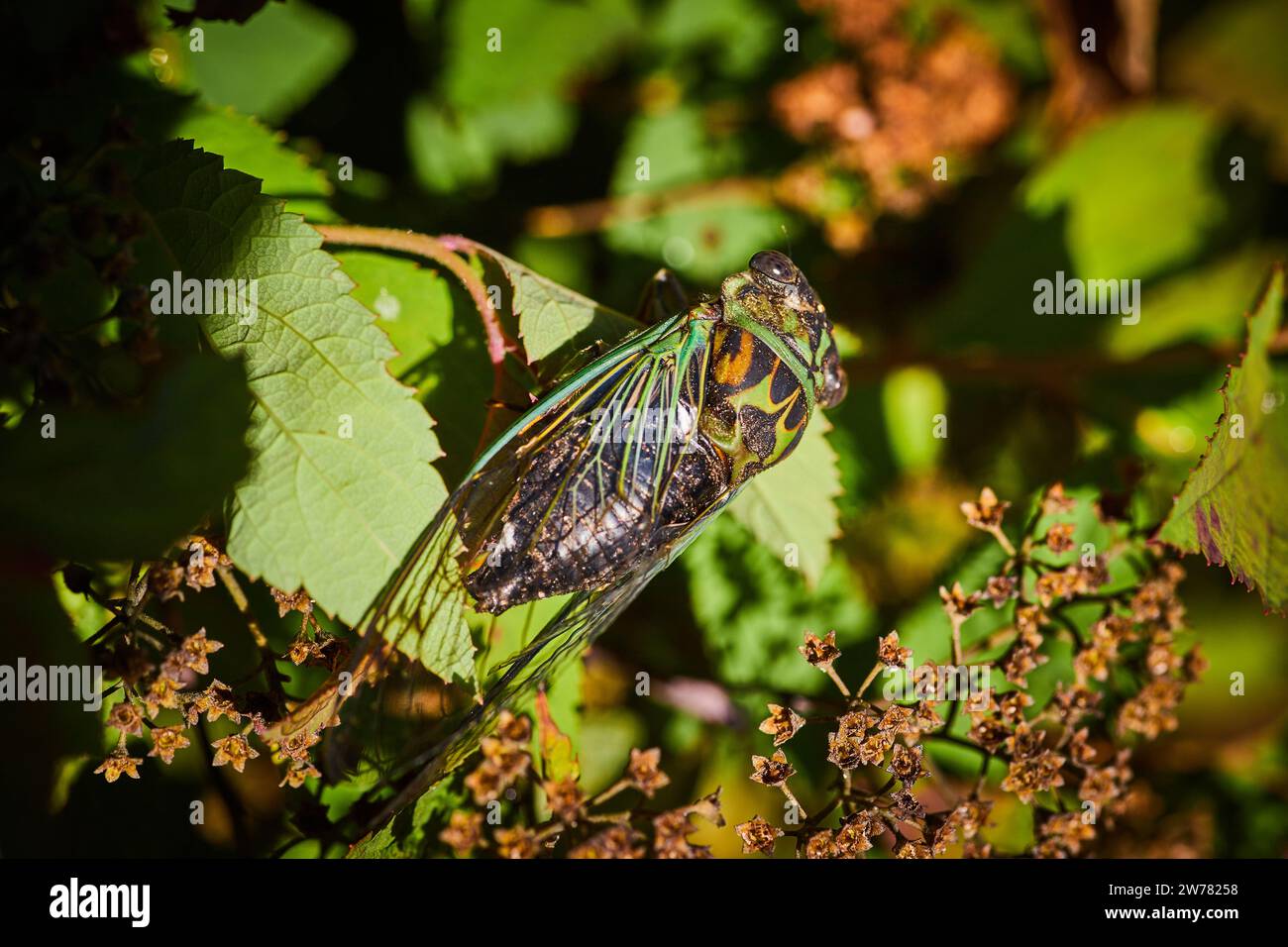 Cicada on Leaf in Natural Light, Side View Perspective Stock Photo - Alamy