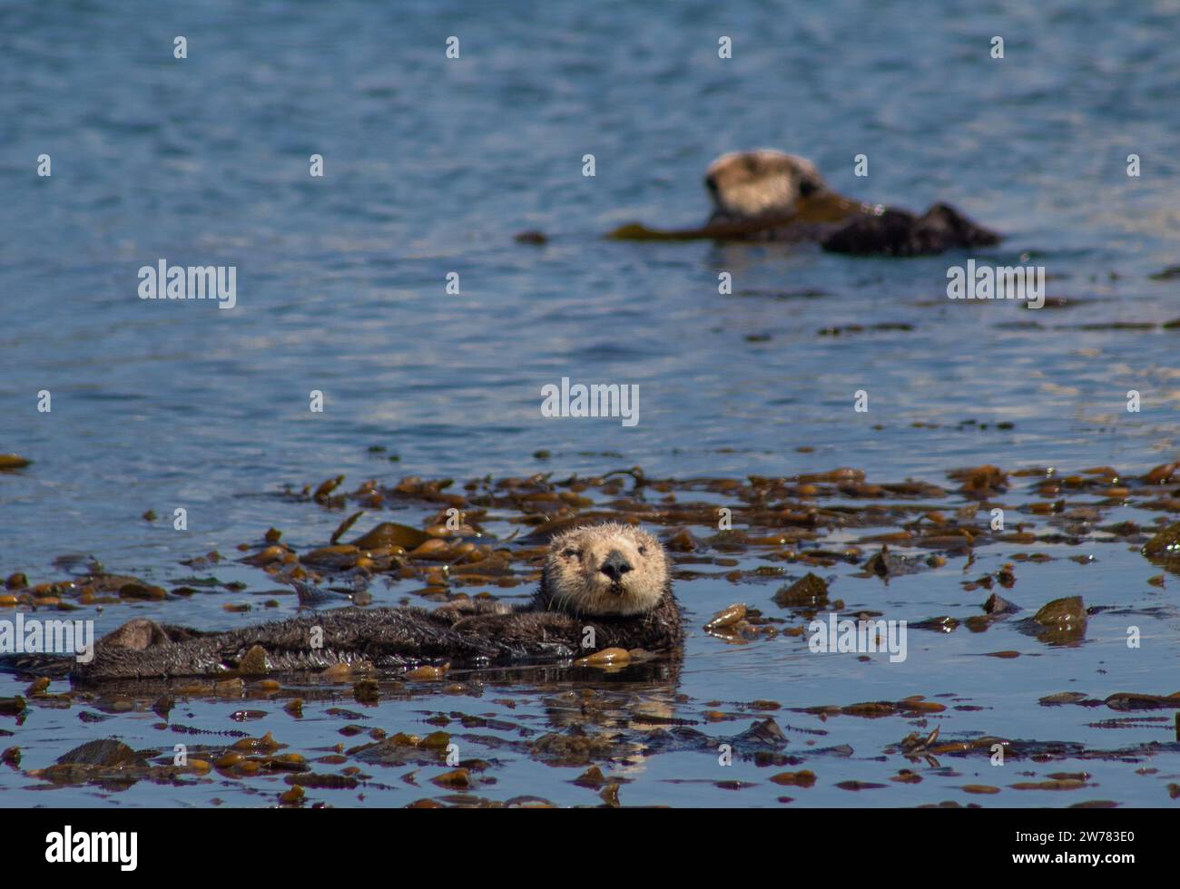 California sea otter hi-res stock photography and images - Alamy