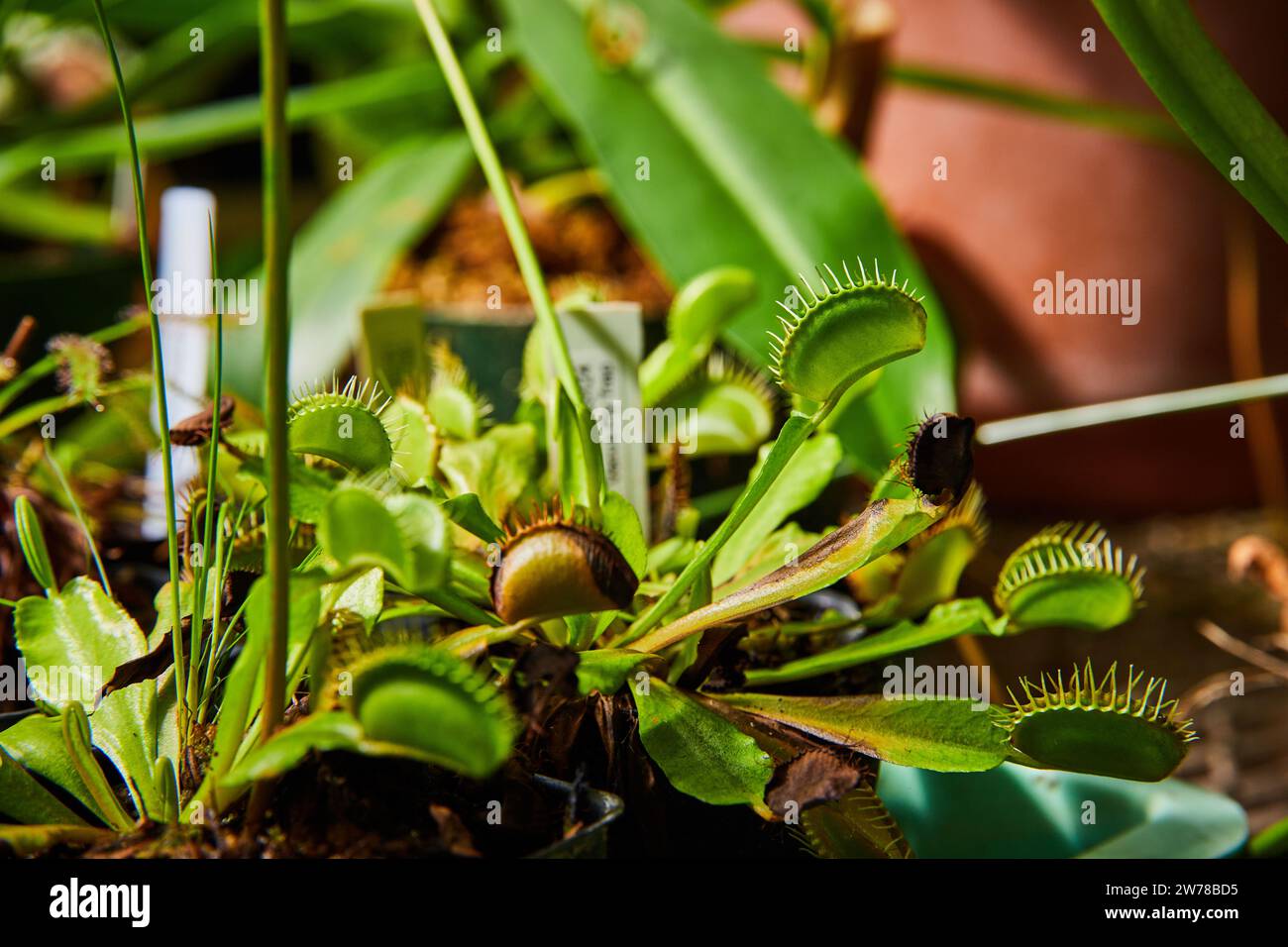 Venus Flytrap Collection in Greenhouse Close-Up Stock Photo - Alamy