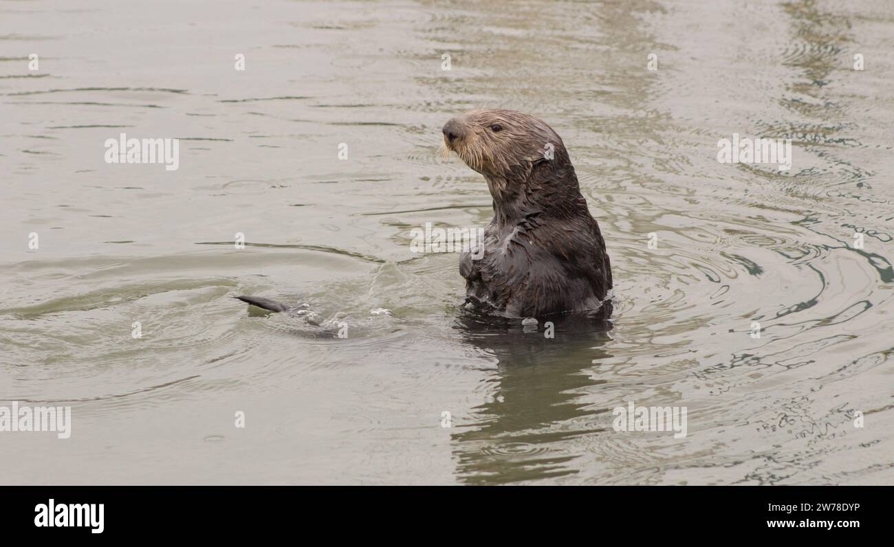 California Sea Otter Stock Photo - Alamy
