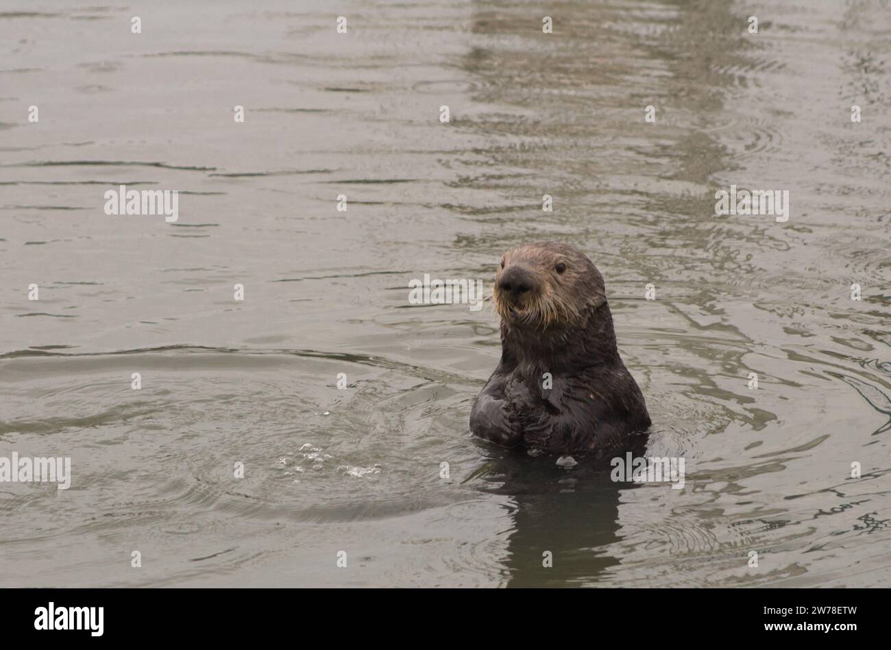 California Sea Otter Stock Photo - Alamy