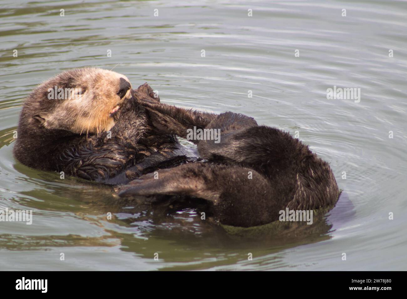 California Sea Otter Stock Photo - Alamy