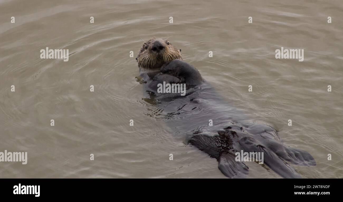 California Sea Otter Stock Photo - Alamy