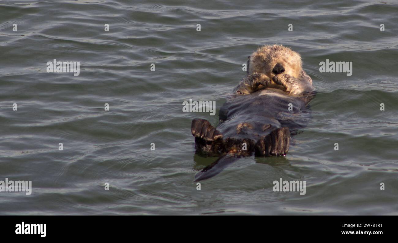 California Sea Otter Stock Photo - Alamy