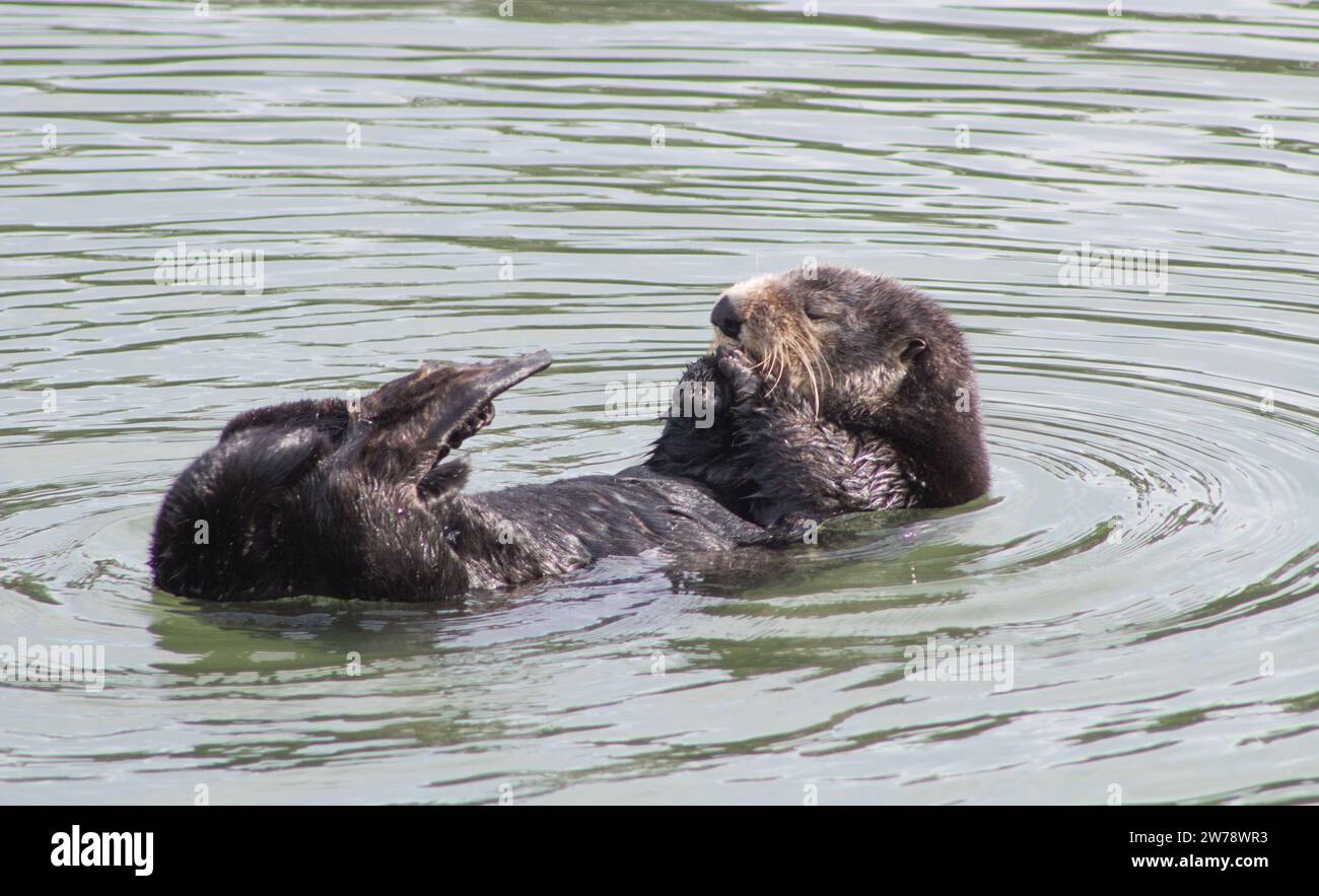 California Sea Otter Stock Photo - Alamy
