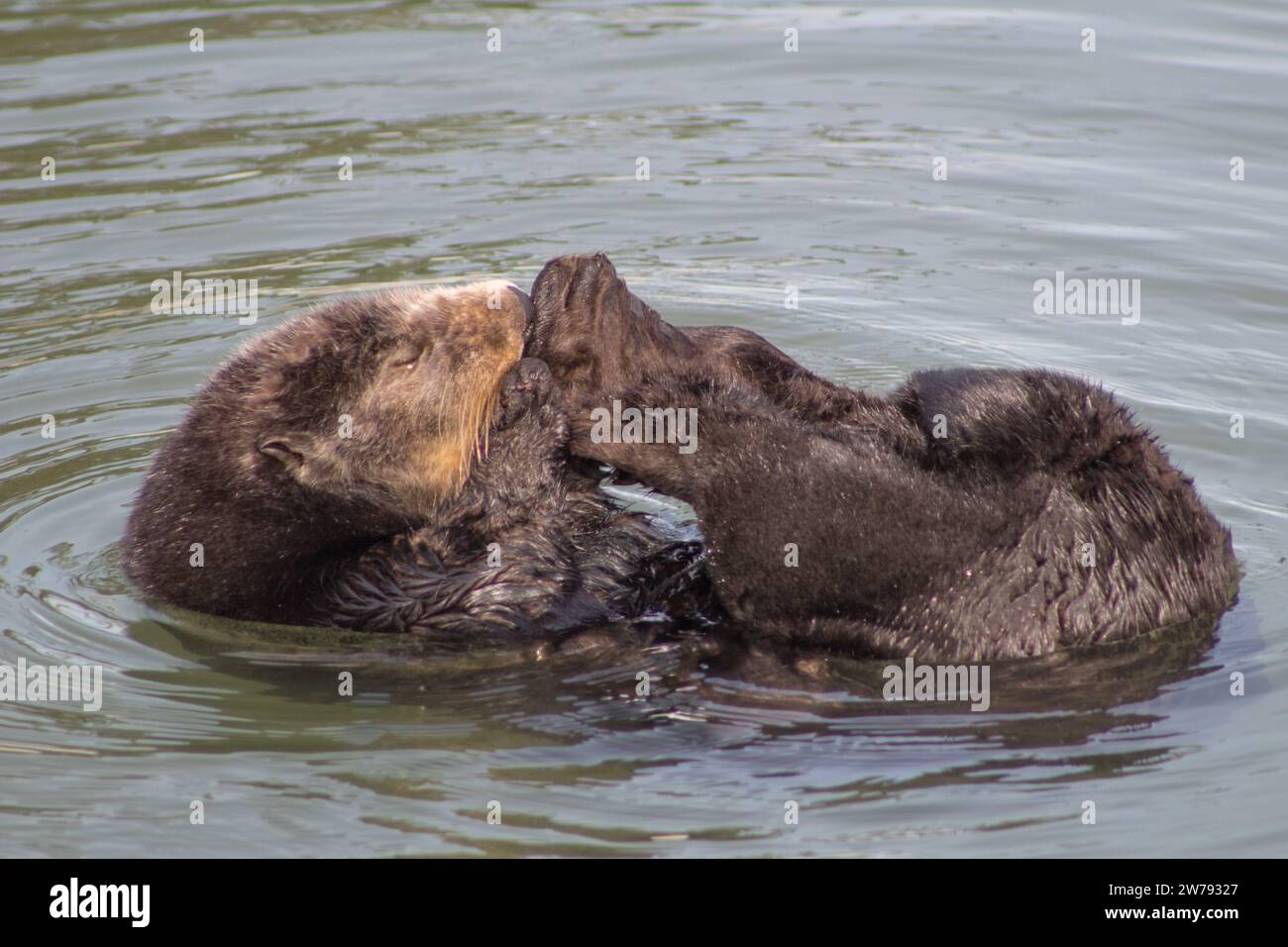 California Sea Otter Stock Photo - Alamy