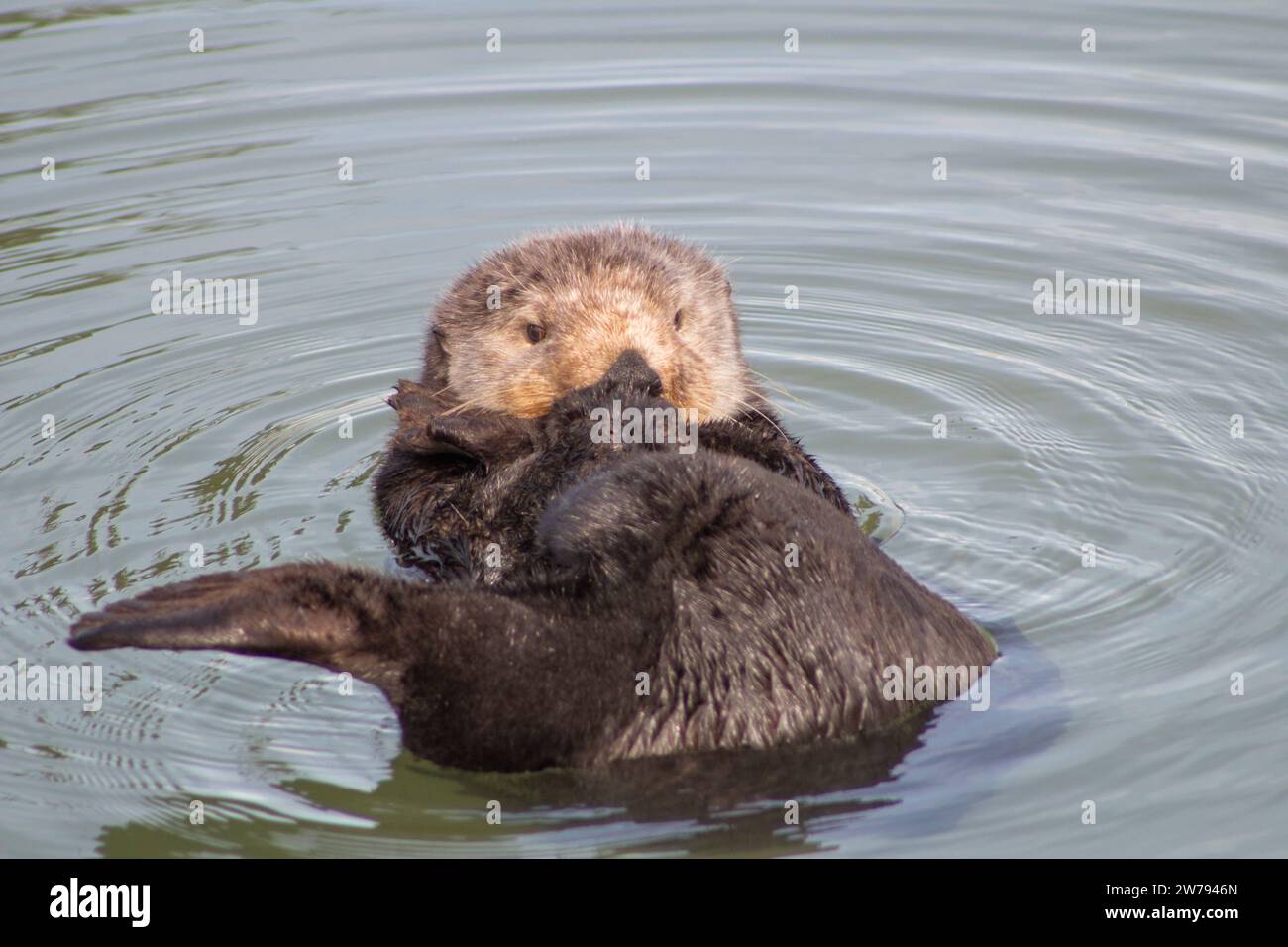 California Sea Otter Stock Photo - Alamy