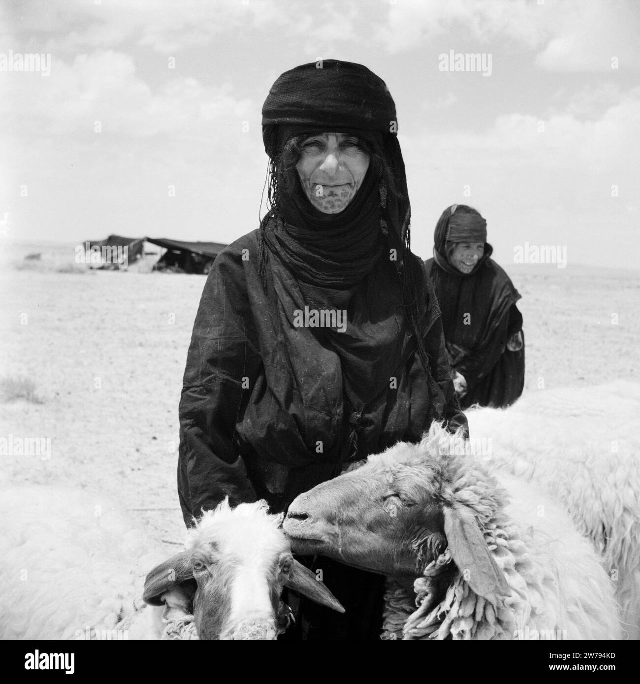 Woman sheep 1950s hi-res stock photography and images - Alamy