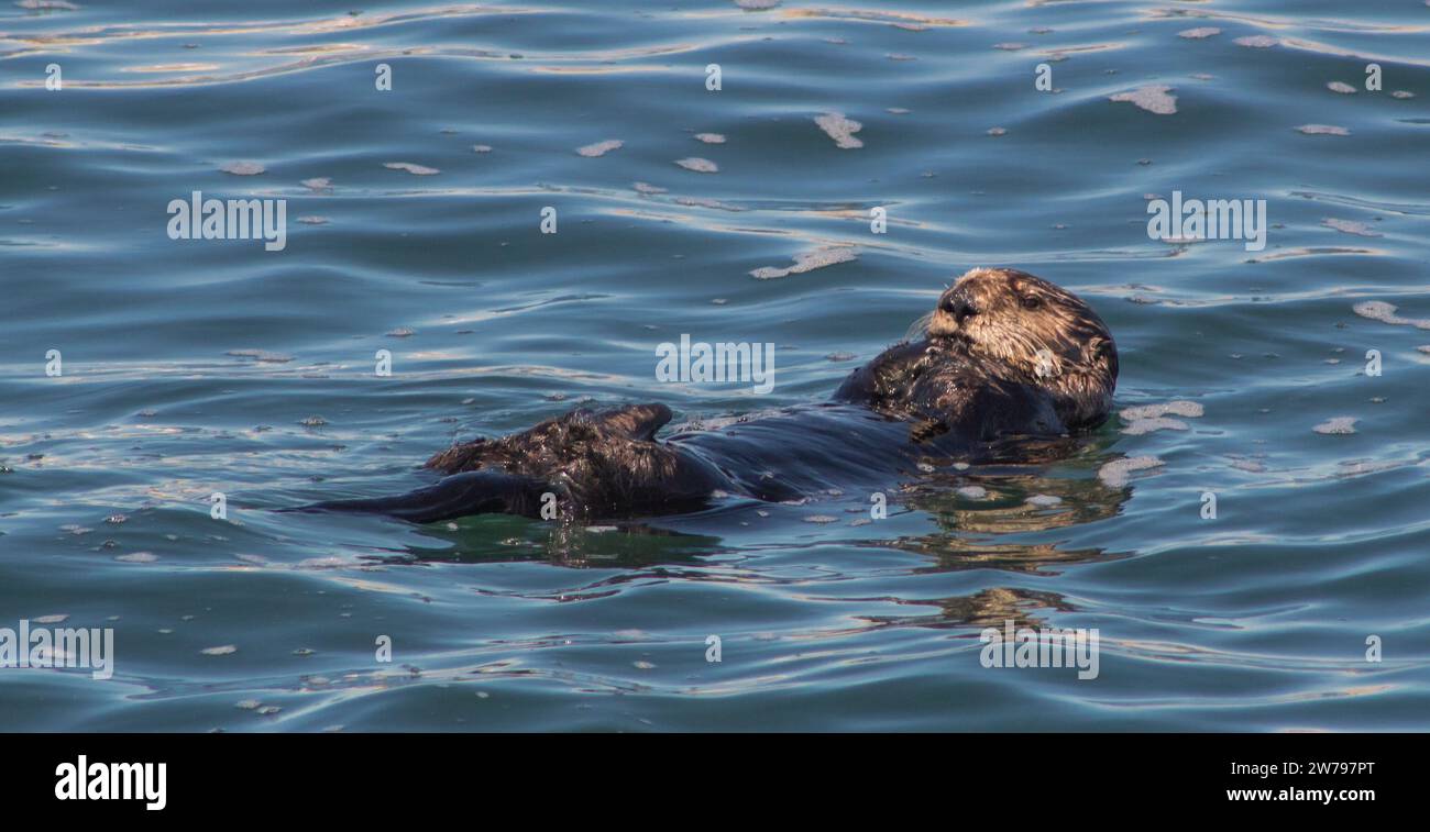 California Sea Otter Stock Photo - Alamy