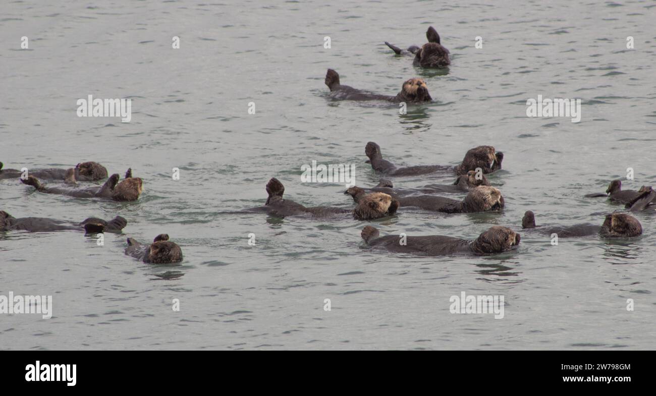 California Sea Otter Stock Photo - Alamy