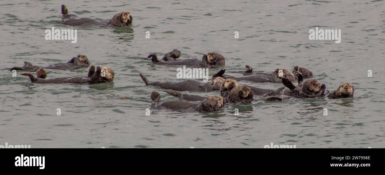 California sea otter hi-res stock photography and images - Alamy