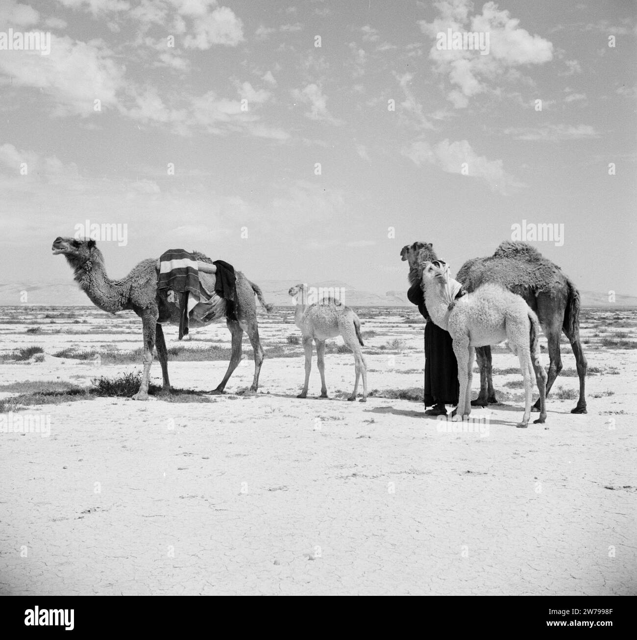Bedouin man and camels ca. 1950-1955 Stock Photo - Alamy Bedouin man and camels ca. 1950-1955 Stock Photo - Alamy
