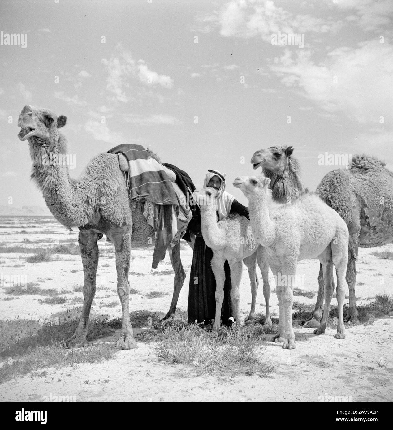 1950s bedouin hi-res stock photography and images - Alamy