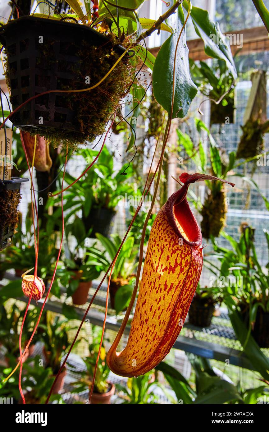 Insects nepenthes pitcher plants hi-res stock photography and images ...