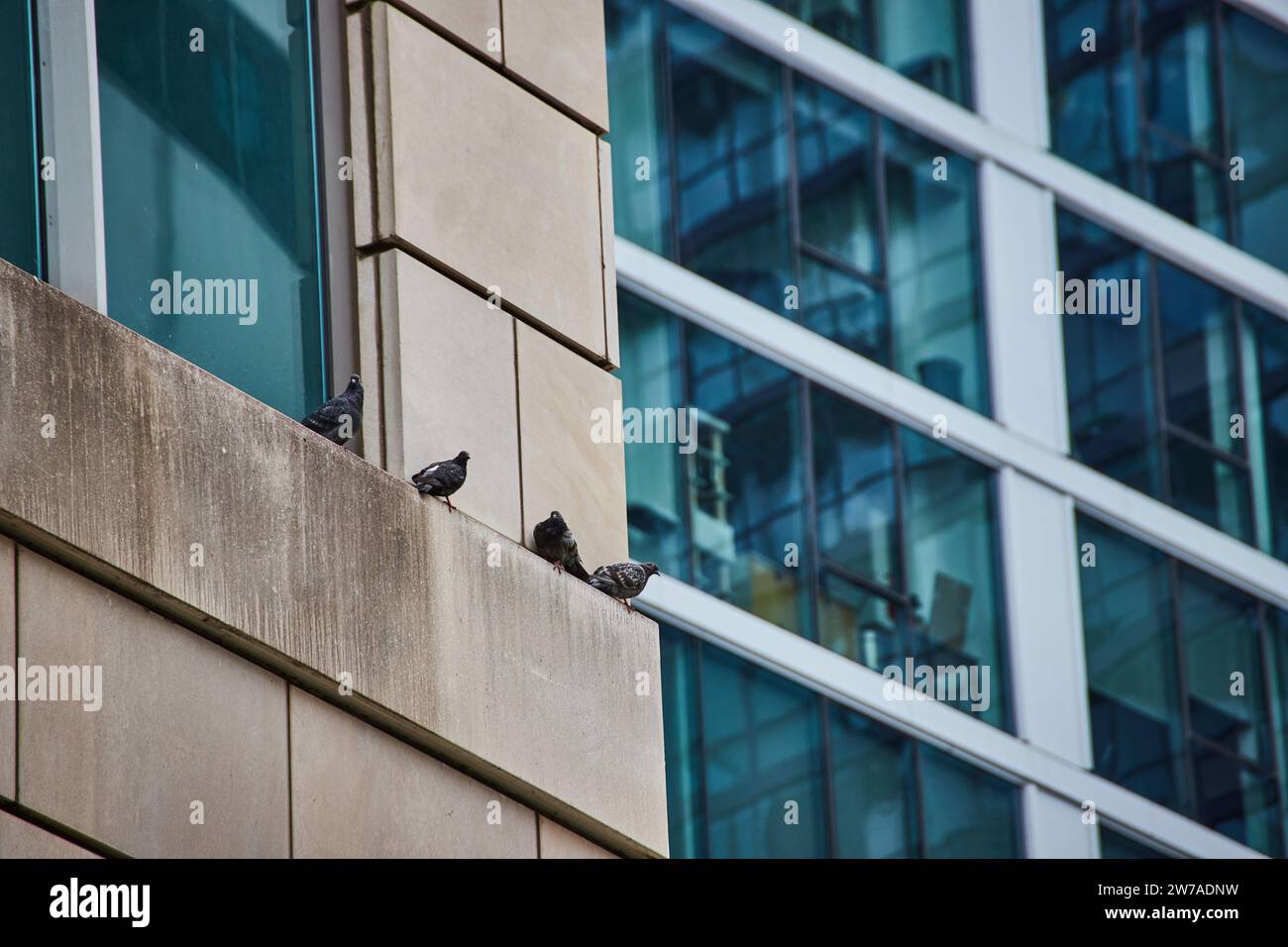 Pigeon, bird, animals standing on wall ledge of office building with ...