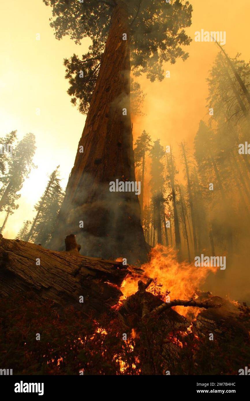 Windy Fire burns around sequoia Stock Photo - Alamy