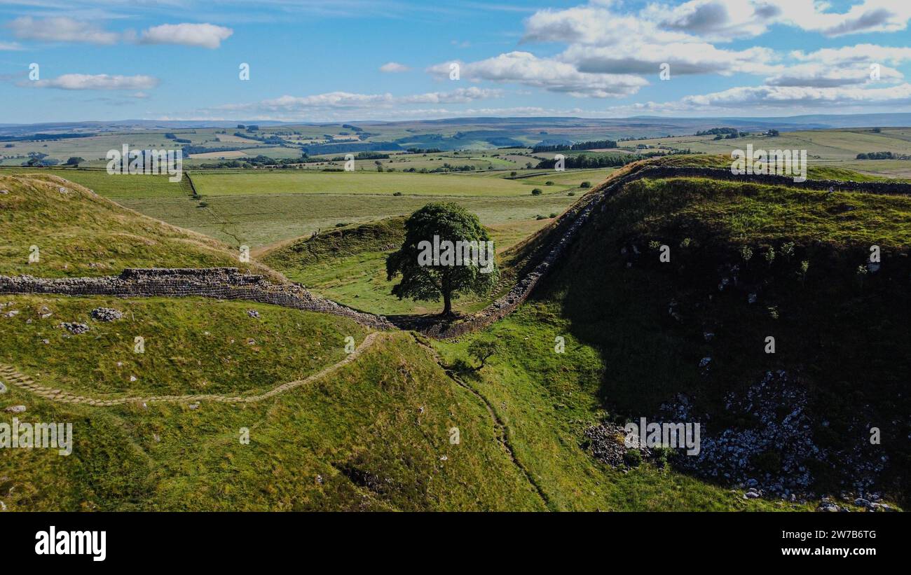Robin Hood Sycamore Gap Tree at Hadrian's Wall Stock Photo - Alamy