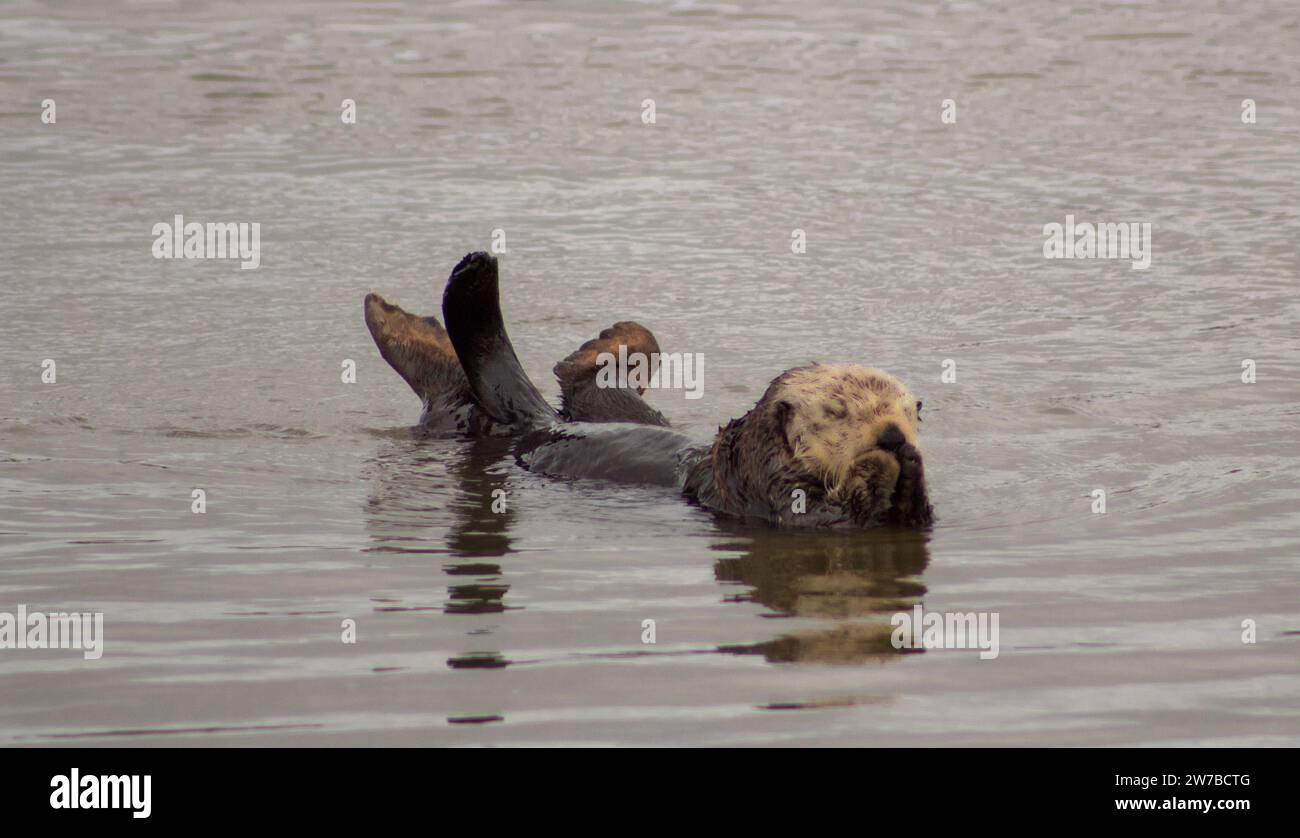 California Sea Otter Stock Photo - Alamy
