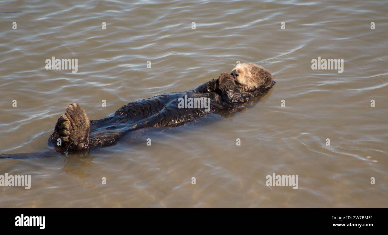 California Sea Otter Stock Photo - Alamy