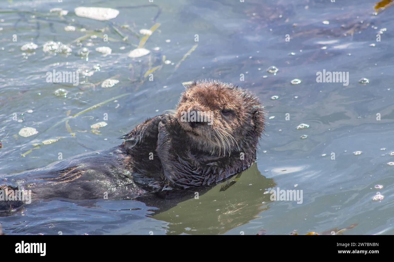 California Sea Otter Stock Photo - Alamy