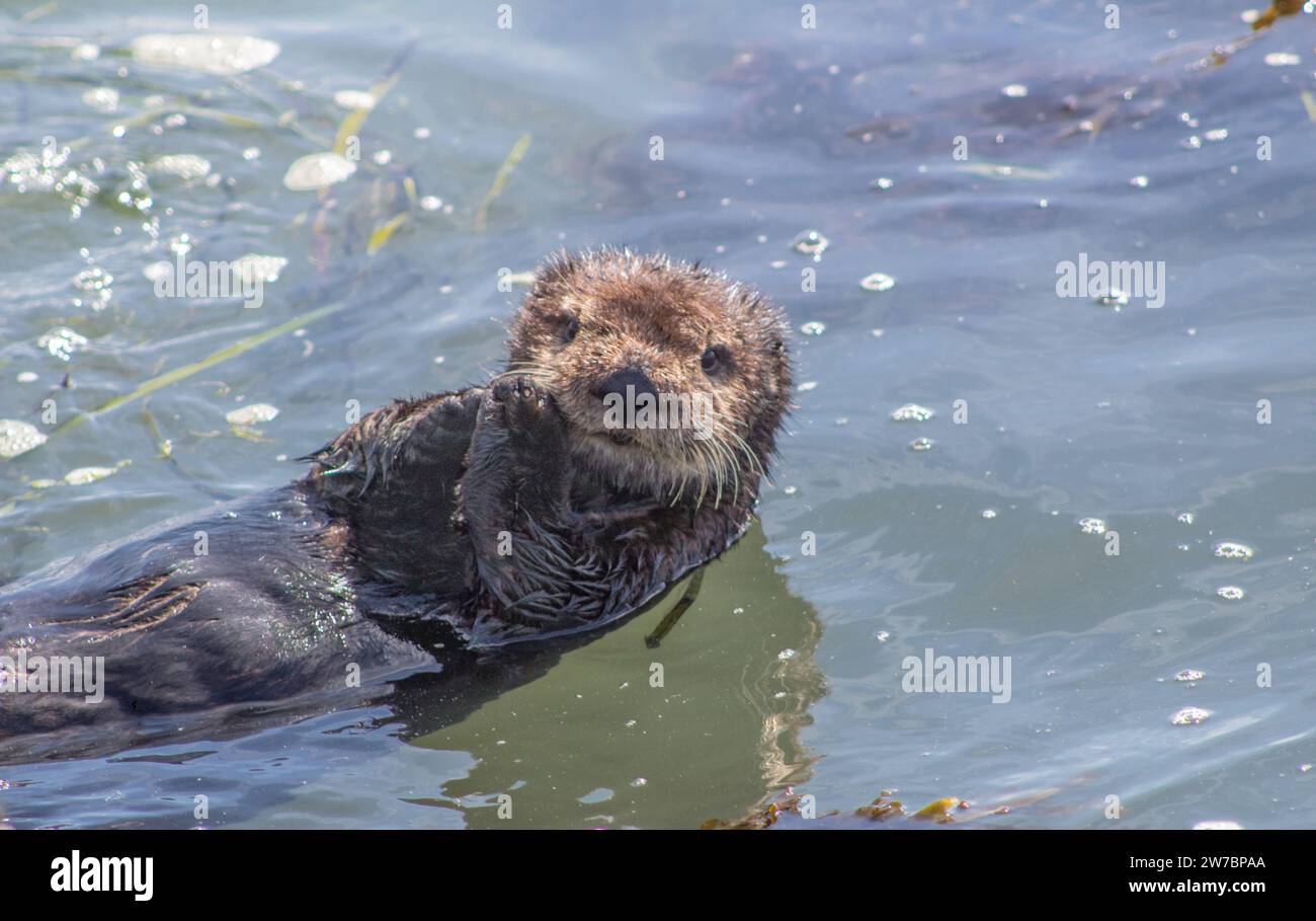 California Sea Otter Stock Photo - Alamy