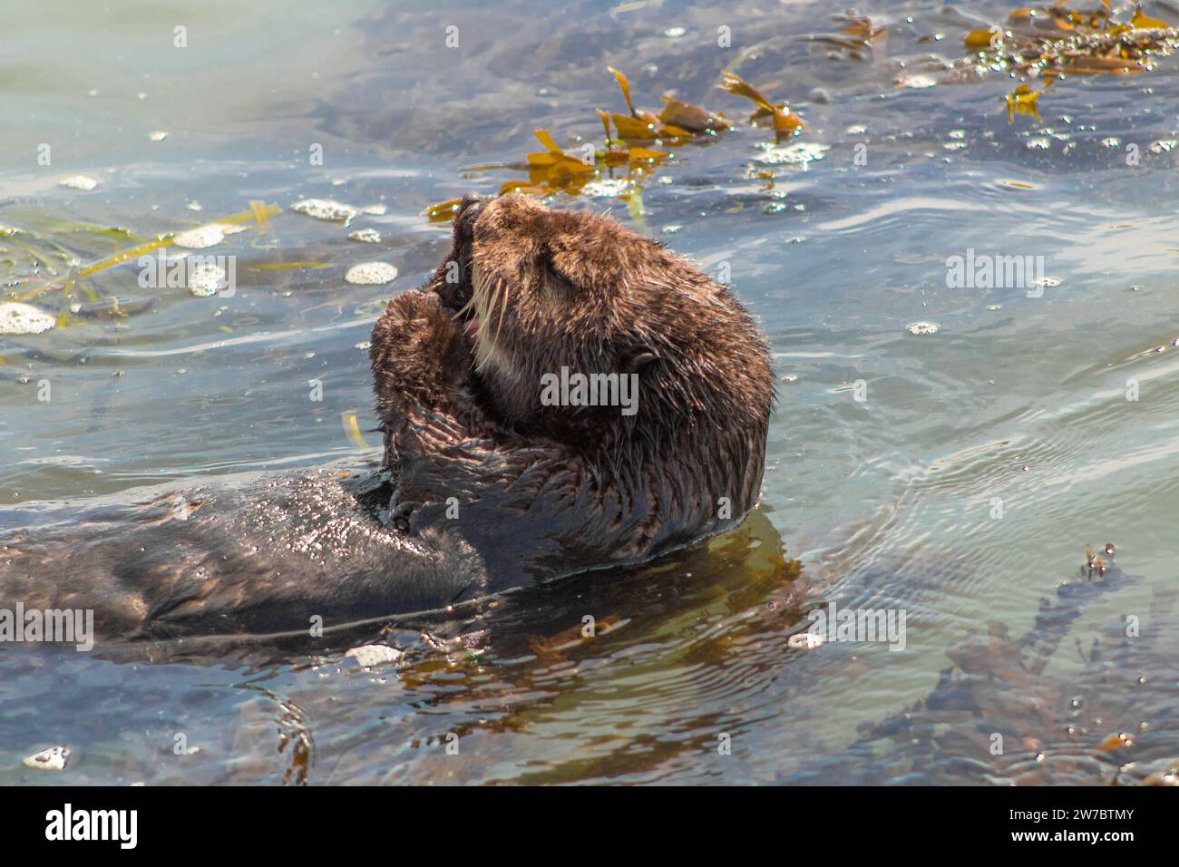 California Sea Otter Stock Photo - Alamy