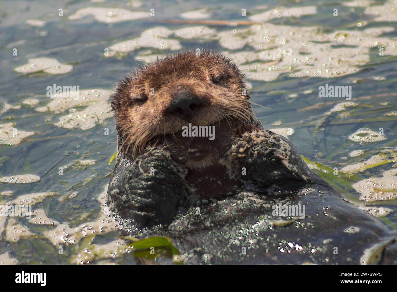 California Sea Otter Stock Photo - Alamy