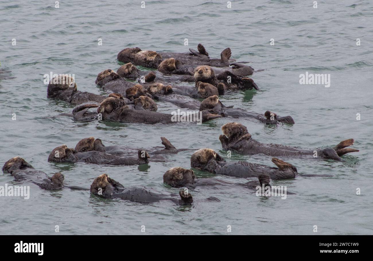 California Sea Otter Stock Photo - Alamy