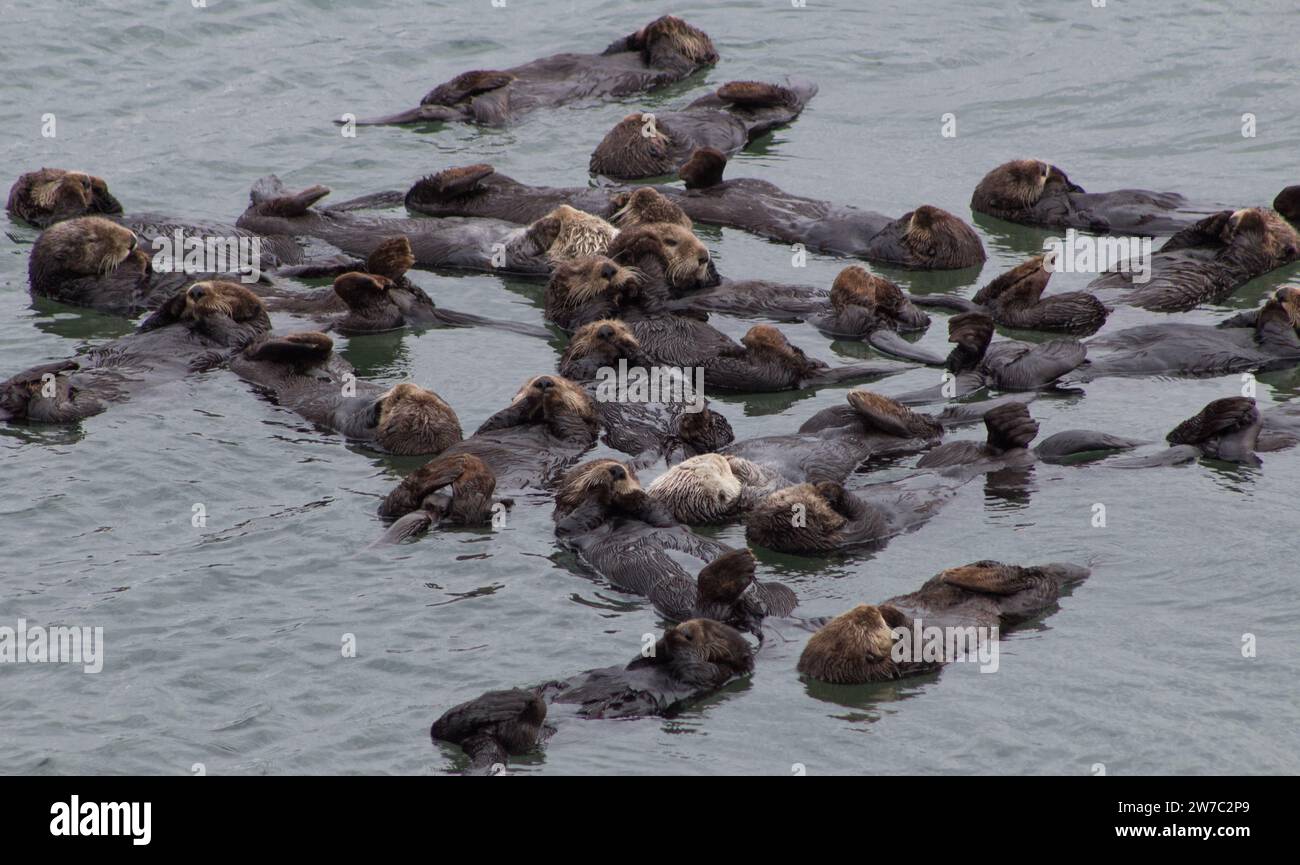 California Sea Otter Stock Photo - Alamy