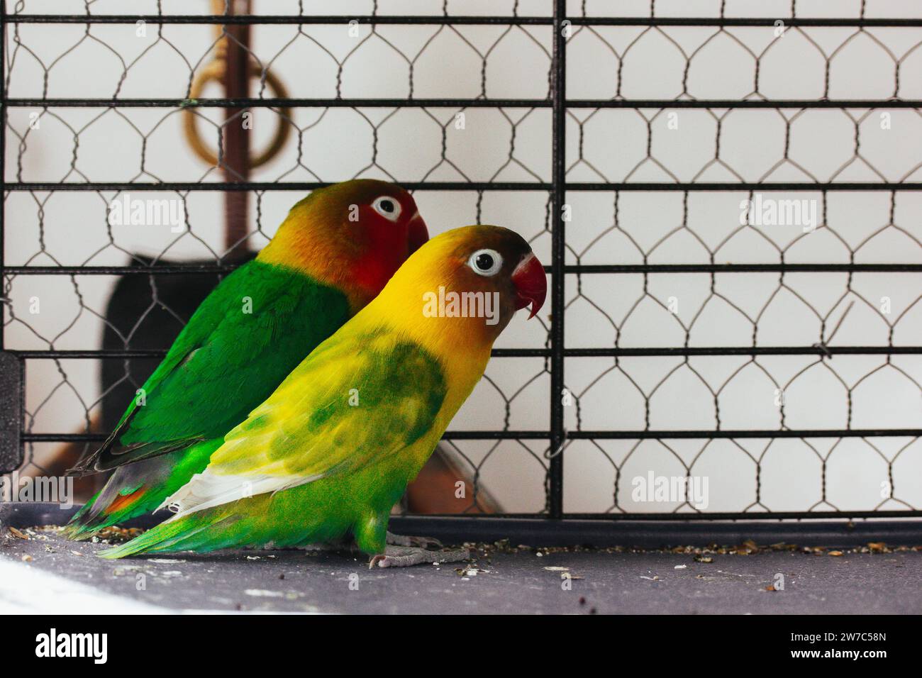 Two little lovebirds together in a cage. Yellow and green birds in love ...