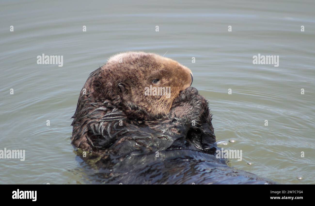 California Sea Otter Stock Photo - Alamy