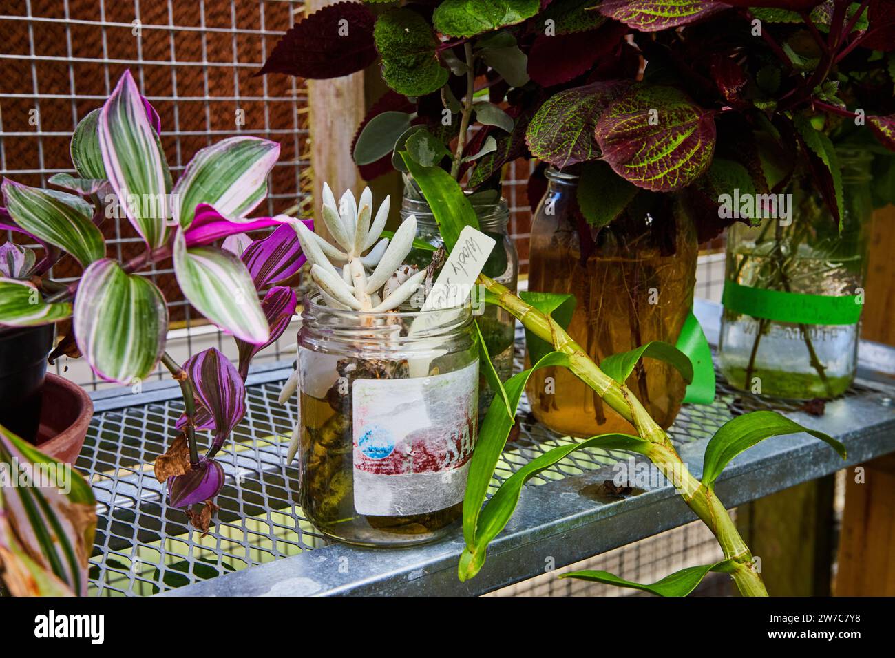 Variegated Houseplants on Metal Shelf, Urban Gardening Perspective ...