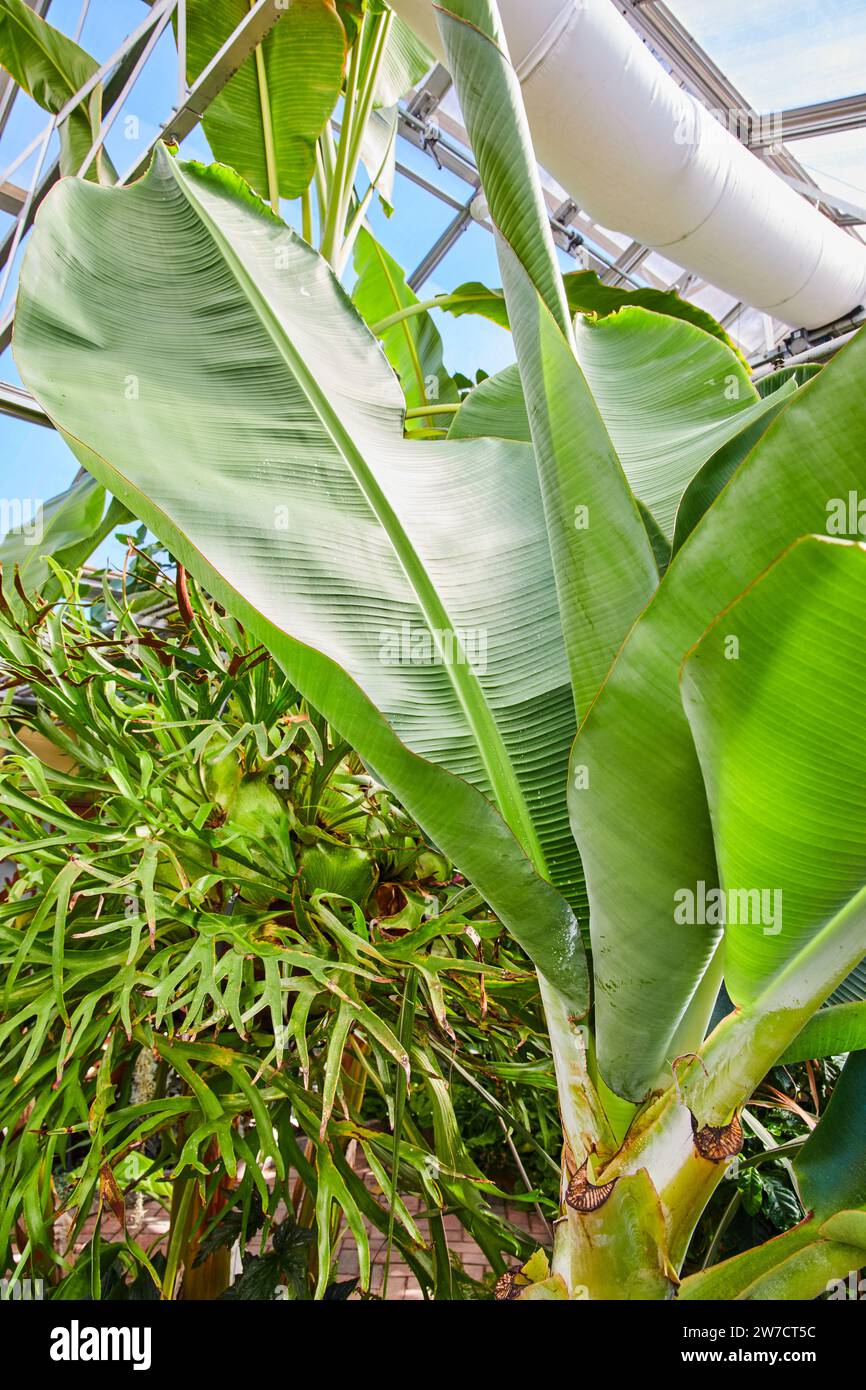 Banana Plant and Ferns in Greenhouse Canopy View Stock Photo - Alamy