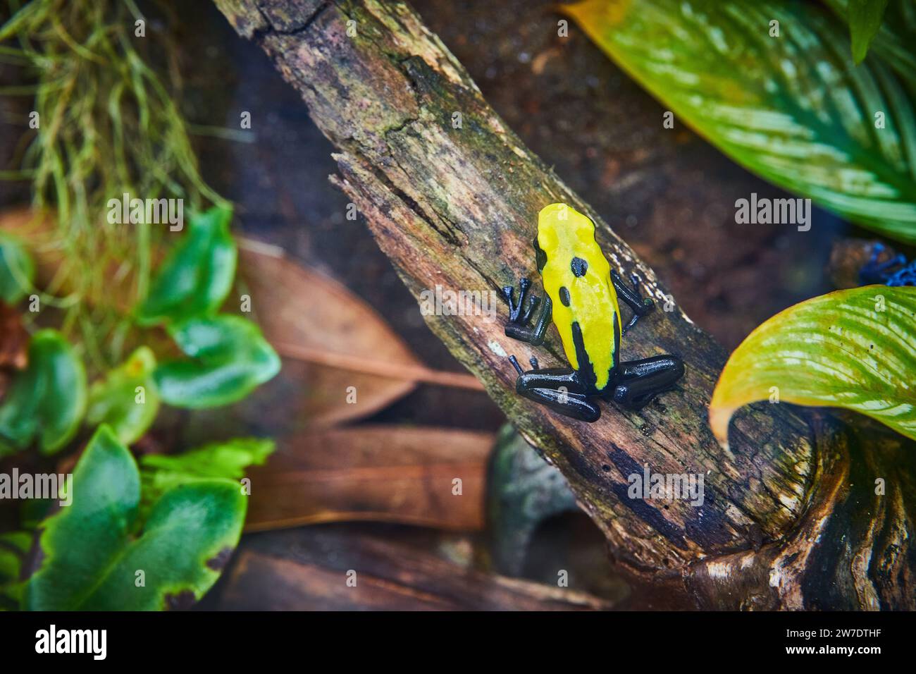 Vibrant Poison Dart Frog on Mossy Log in Rainforest Habitat Stock Photo ...