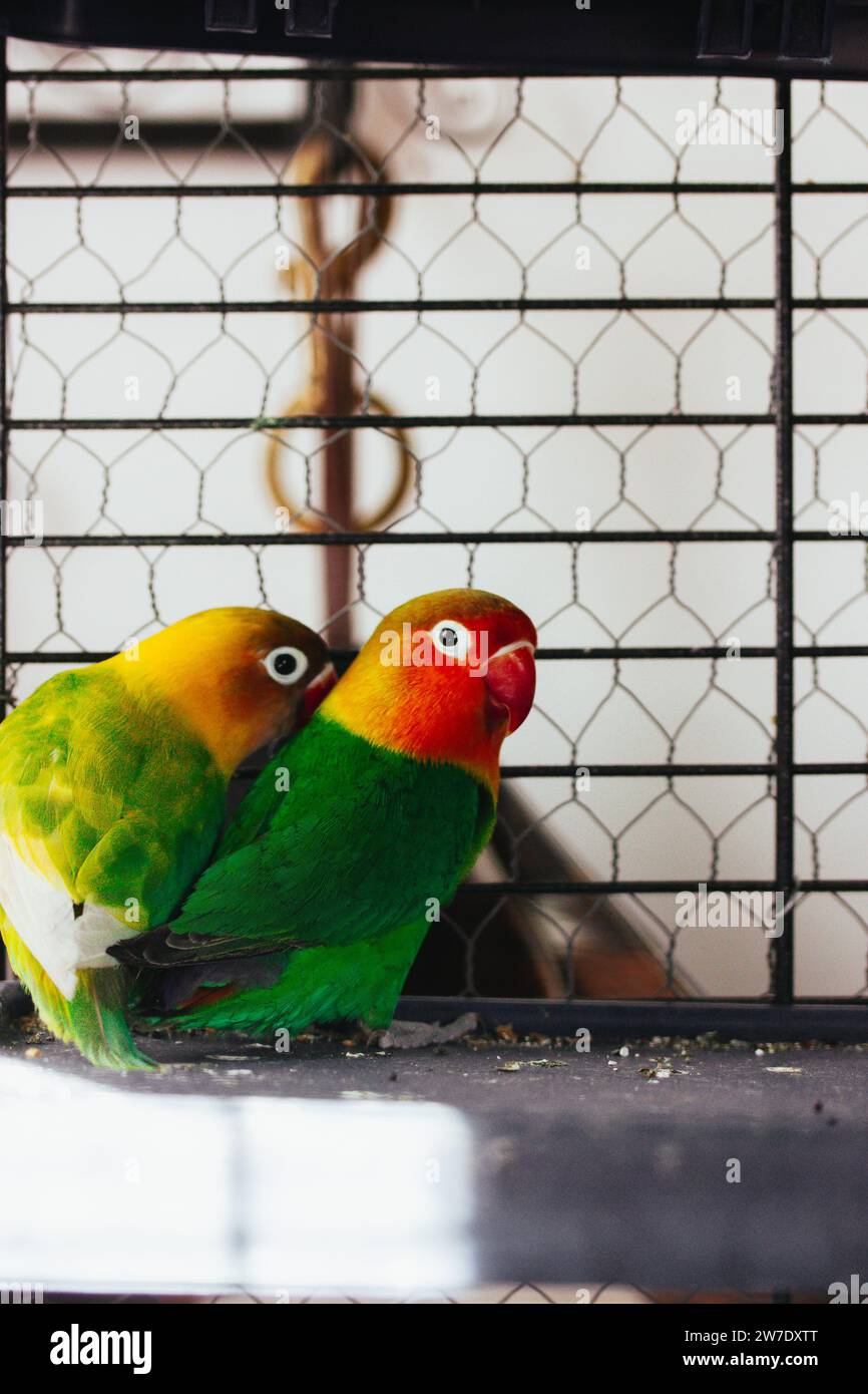 Two little lovebirds together in a cage. Yellow and green birds in love ...