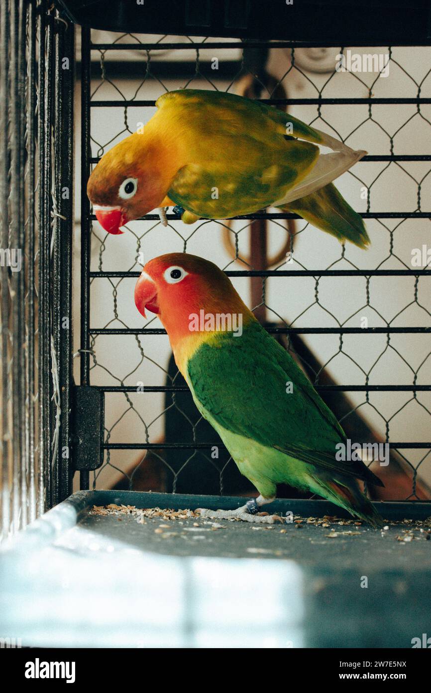 Two little lovebirds together in a cage. Yellow and green birds in love ...