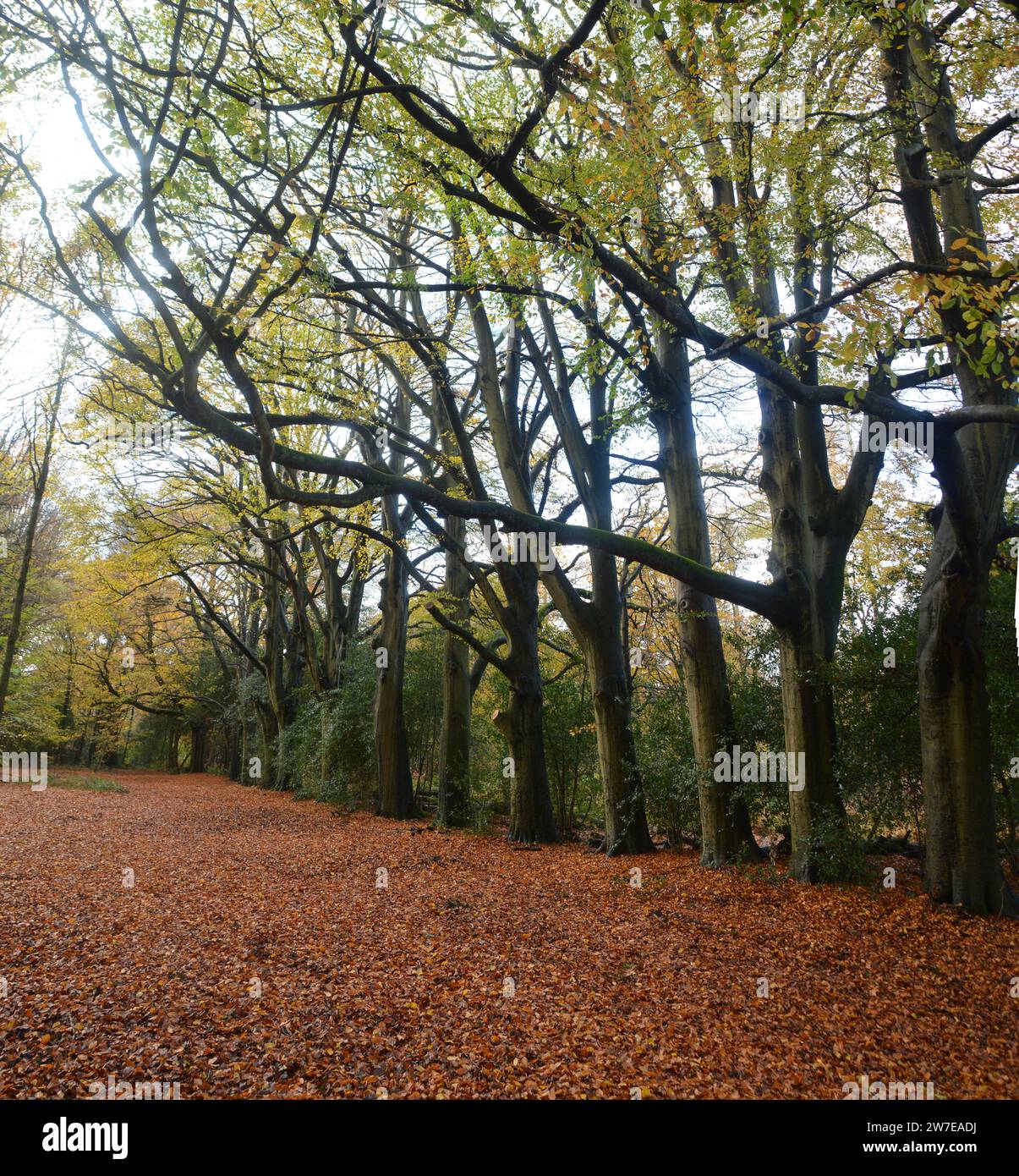 Ancient Beech trees of Scotney Castle, Lamberhurst , Kent Stock Photo ...