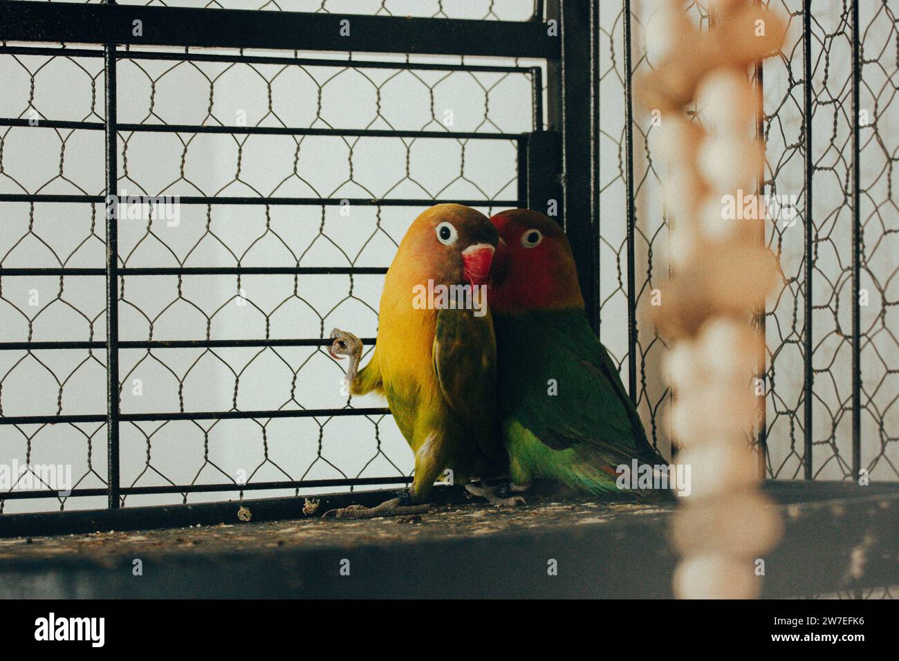 Two little lovebirds together in a cage. Yellow and green birds in love ...