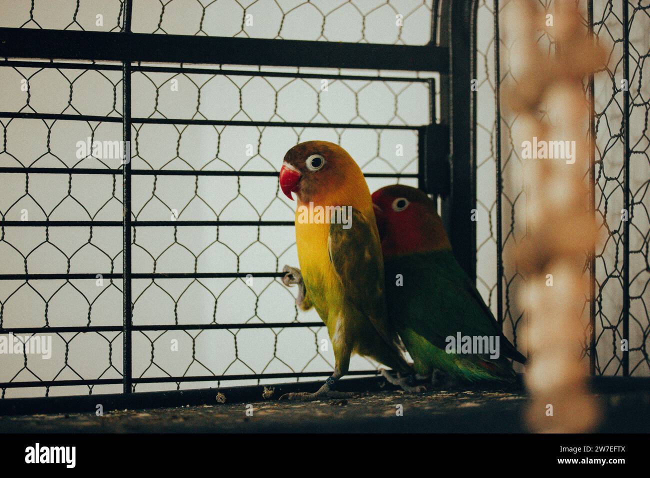 Two little lovebirds together in a cage. Yellow and green birds in love ...