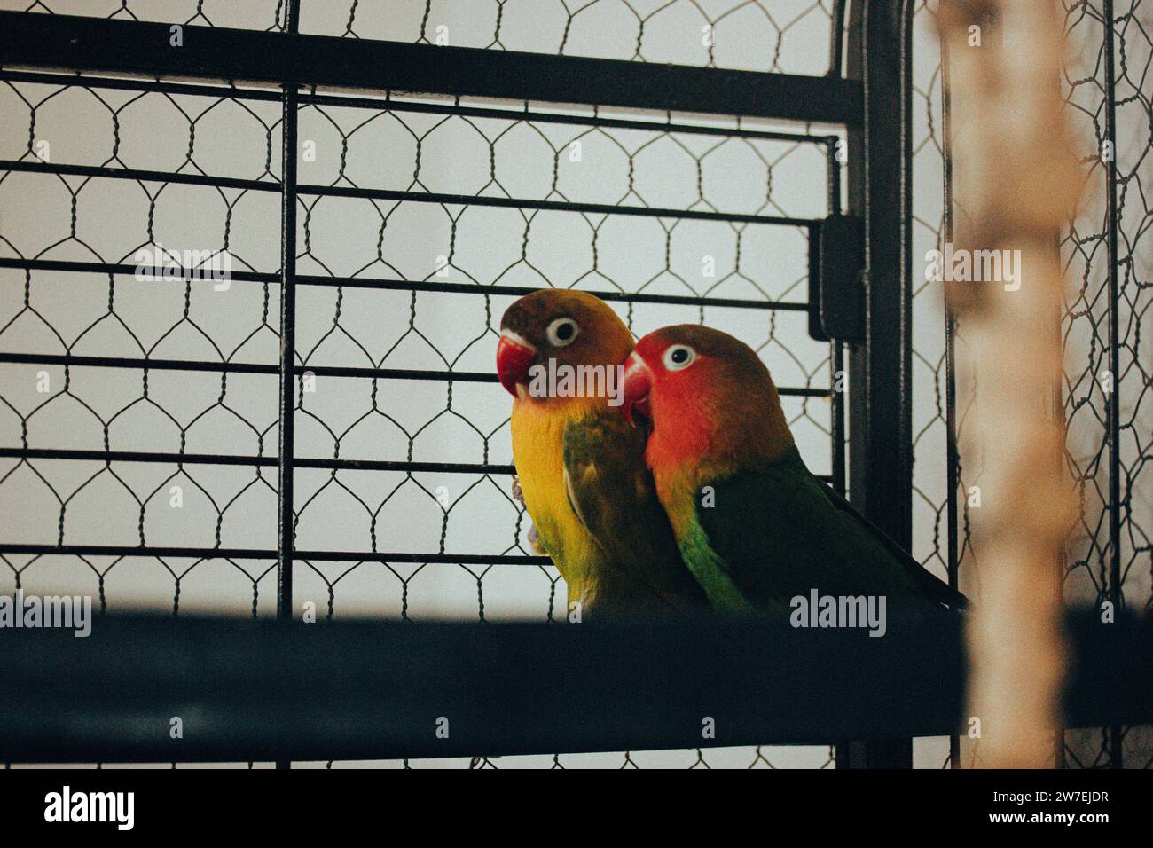 Two little lovebirds together in a cage. Yellow and green birds in love ...