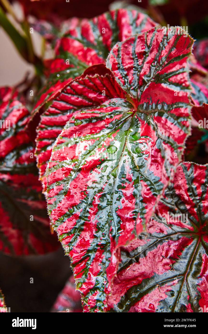 Vibrant variegated leaves water hi-res stock photography and images - Alamy