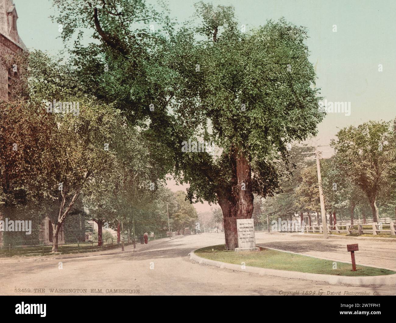 The Washington Elm, Cambridge Common, Cambridge, Middlesex County ...