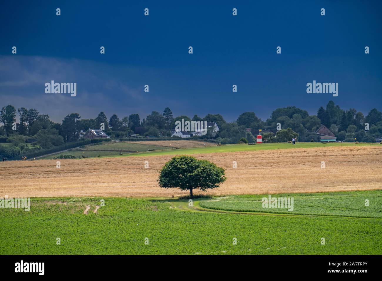 Landscape in the south of Essen-Schuir, single spherical tree in a ...