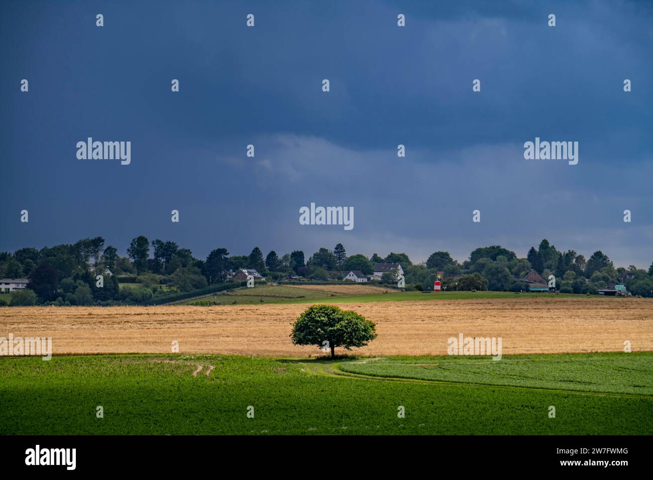 Landscape in the south of Essen-Schuir, single spherical tree in a ...