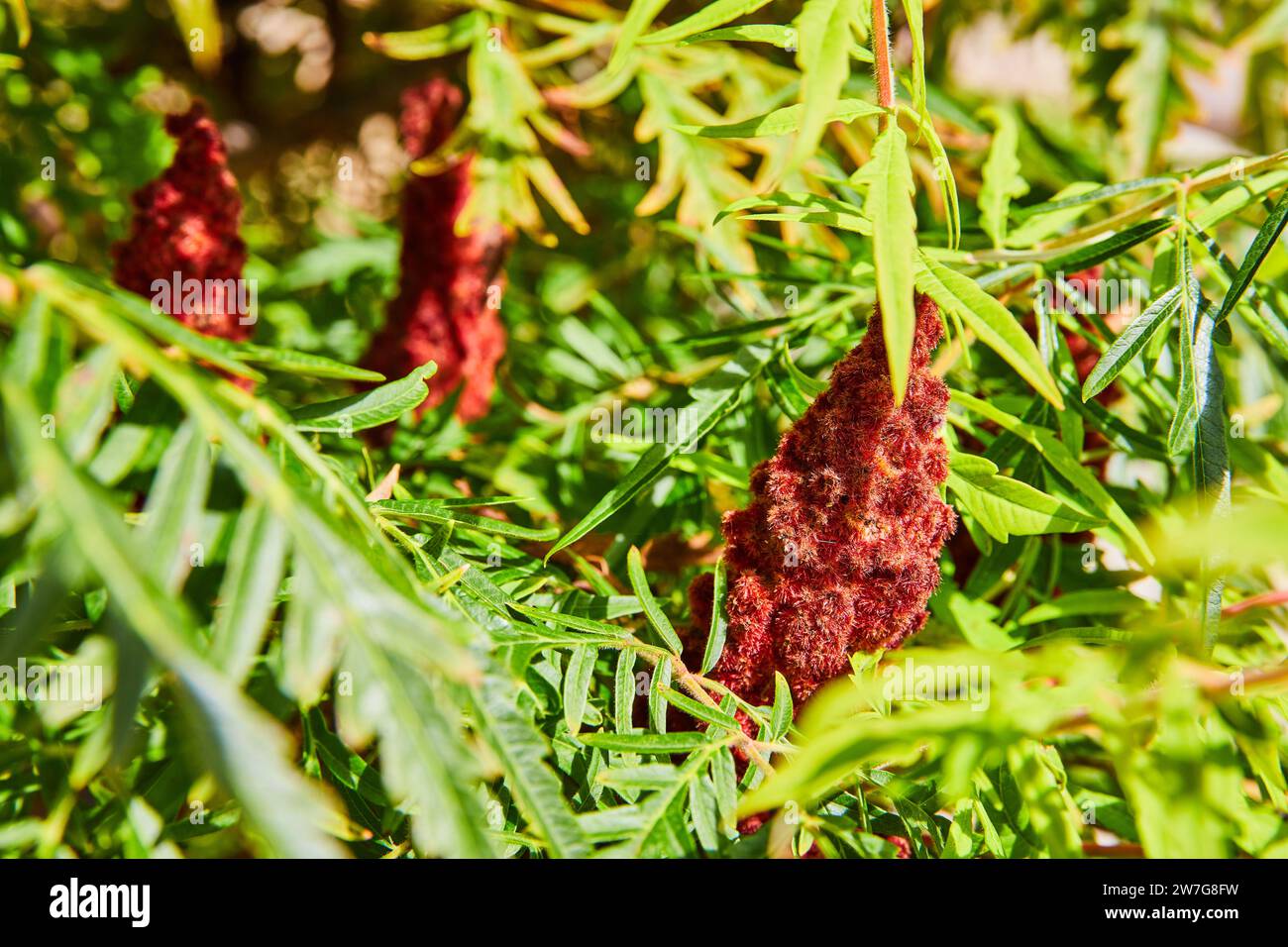 Red cone shaped flowers hi-res stock photography and images - Alamy