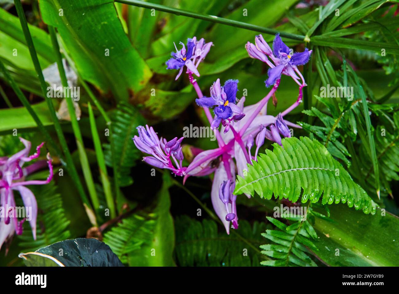 Exotic Purple Orchids and Lush Greenery in Tropical Conservatory Stock ...