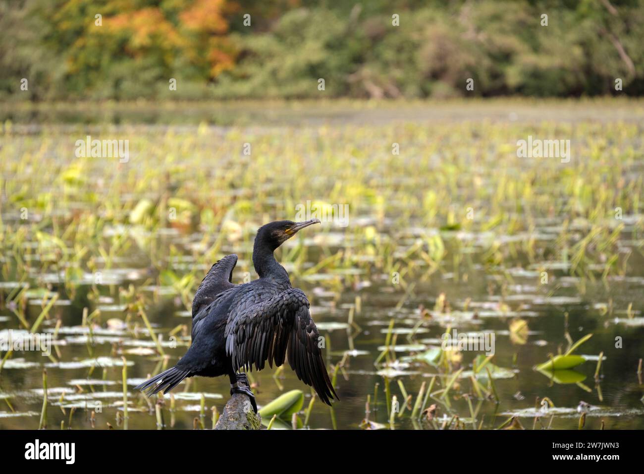 Black cormorant at the Swan Pond, South Ayrshine, Scotland Stock Photo ...
