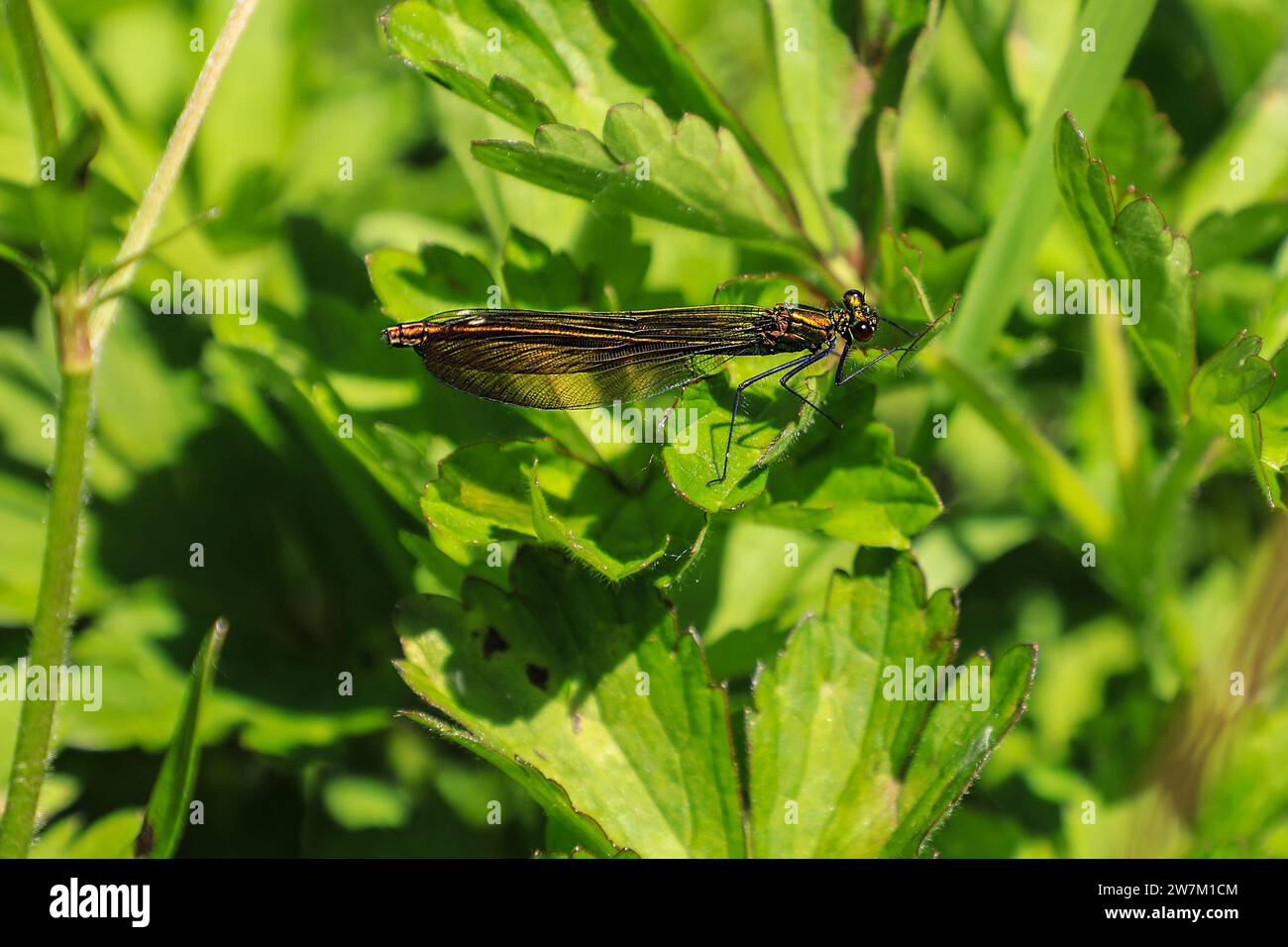 A female Common Blue Damselfly (Enallagma cyathigerum), England, UK ...