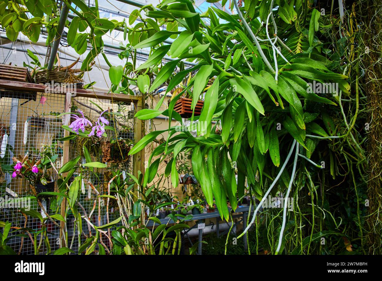 Tropical Orchids and Plants in Lush Greenhouse Interior Stock Photo - Alamy