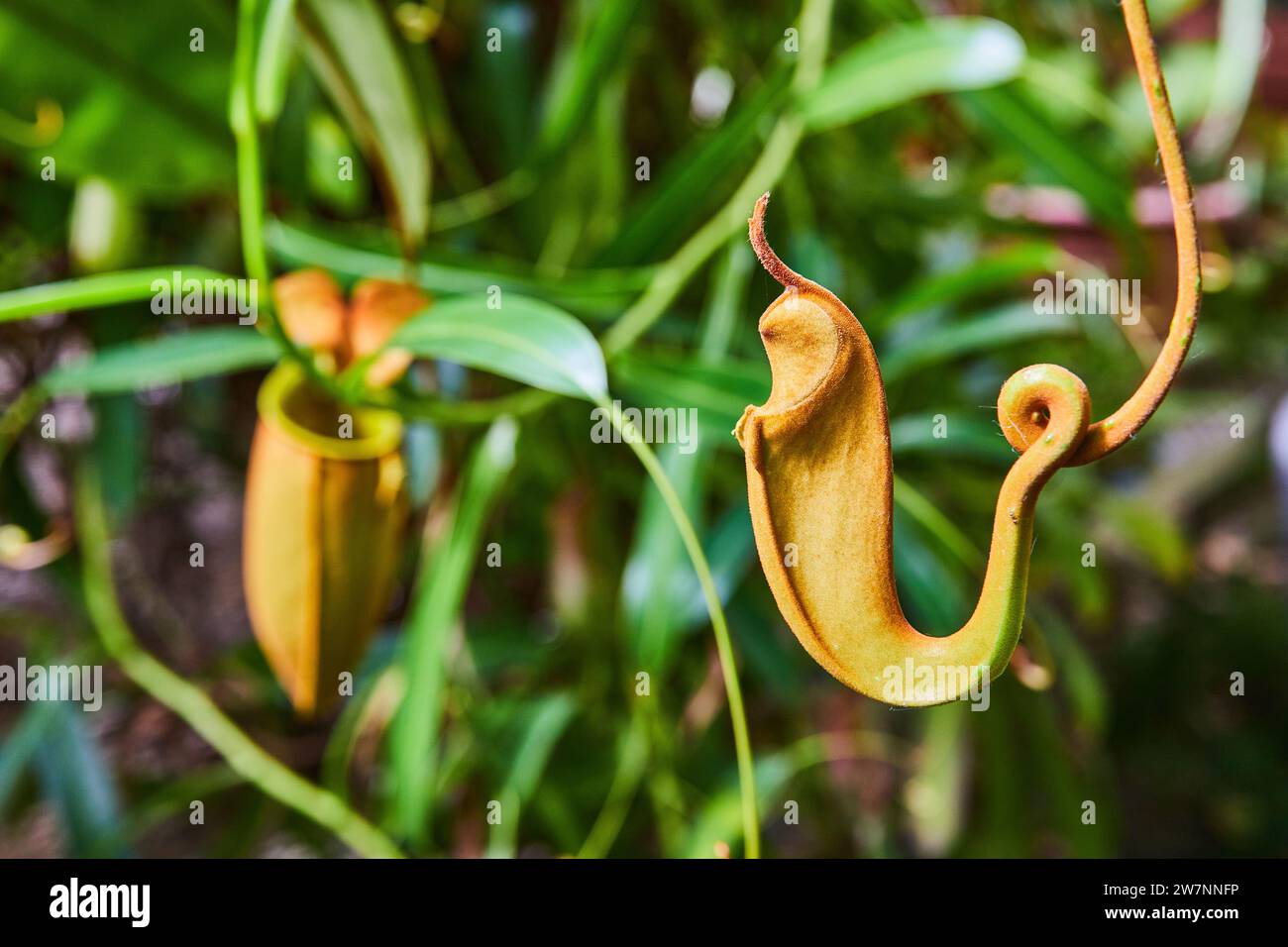 Vibrant Nepenthes Pitcher Plant Close-up in Conservatory Stock Photo ...